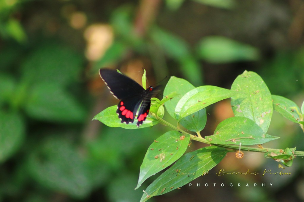 Variable Cattleheart from Nido del Halcón, Col Santa Bárbara, Ver ...
