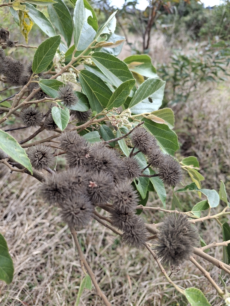 Brown Kurrajong from Mount Beppo QLD 4313, Australia on May 25, 2024 at ...