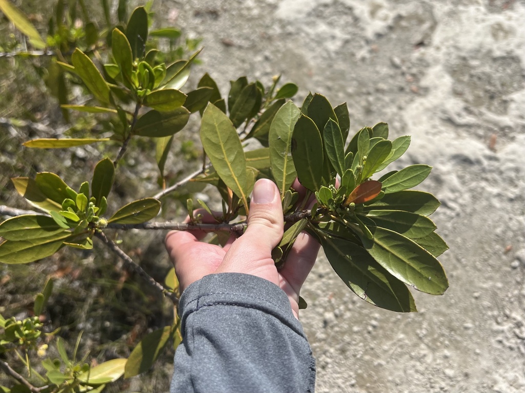 Green Buttonwood from Everglades National Park, Homestead, FL, US on ...