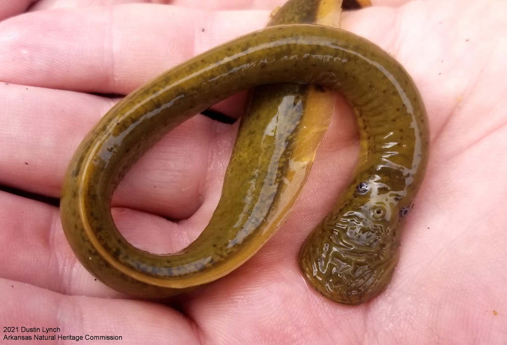 Chestnut Lamprey from Little River - riffle north of island at Little ...