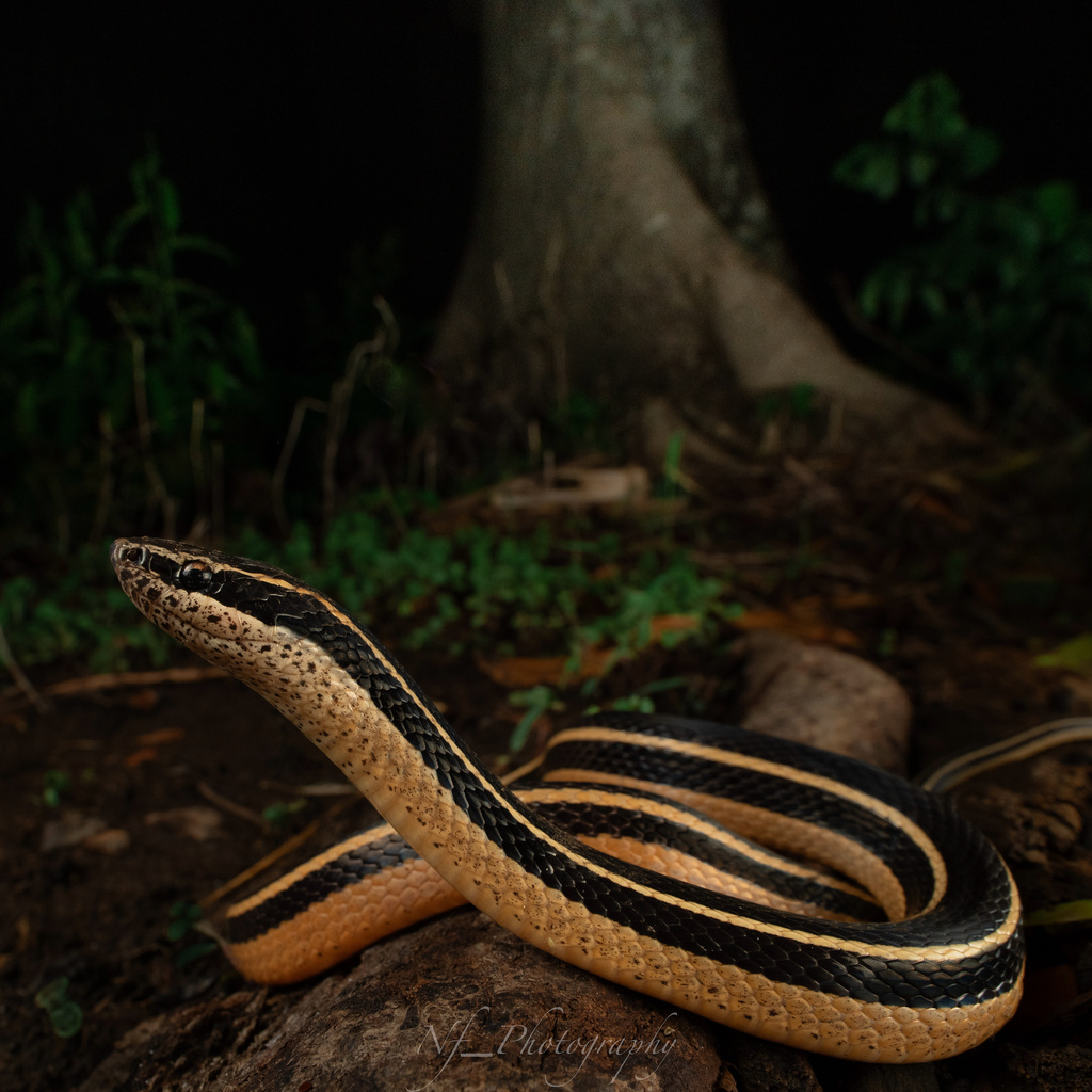 Sooty Black-striped Snake from Calle El Escobio, Liberia, Province de ...
