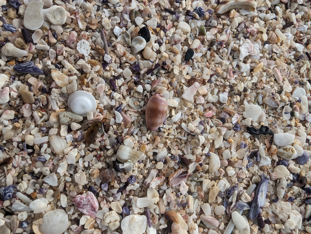 small-toothed cowrie from Jibbon NSW, Australia on May 25, 2024 at 01: ...