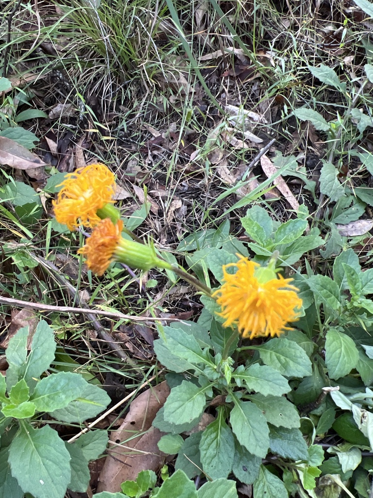 sunflowers, daisies, asters, and allies from Mt Coot-tha Forest, Mount ...