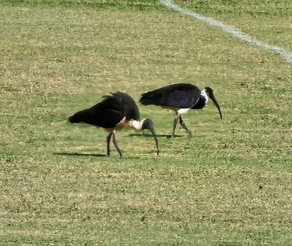 Straw-necked Ibis from Mcgregor St before Condon St, Port Hedland WA ...