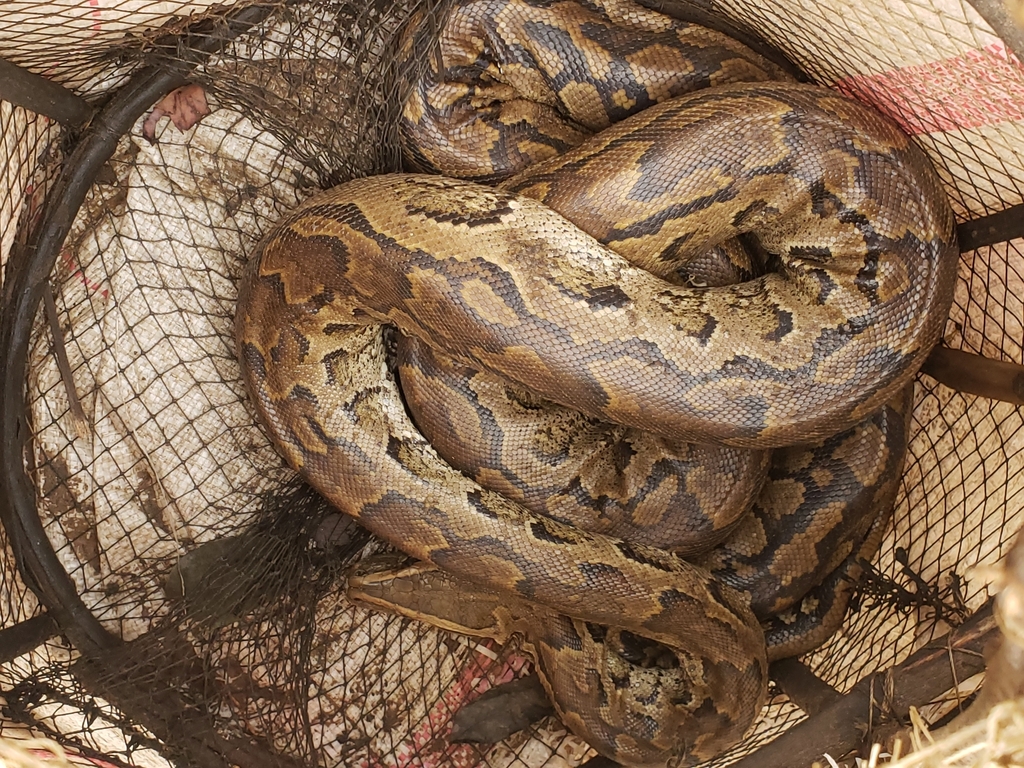 African Rock Python in May 2024 by Gbiribou Romeo · iNaturalist