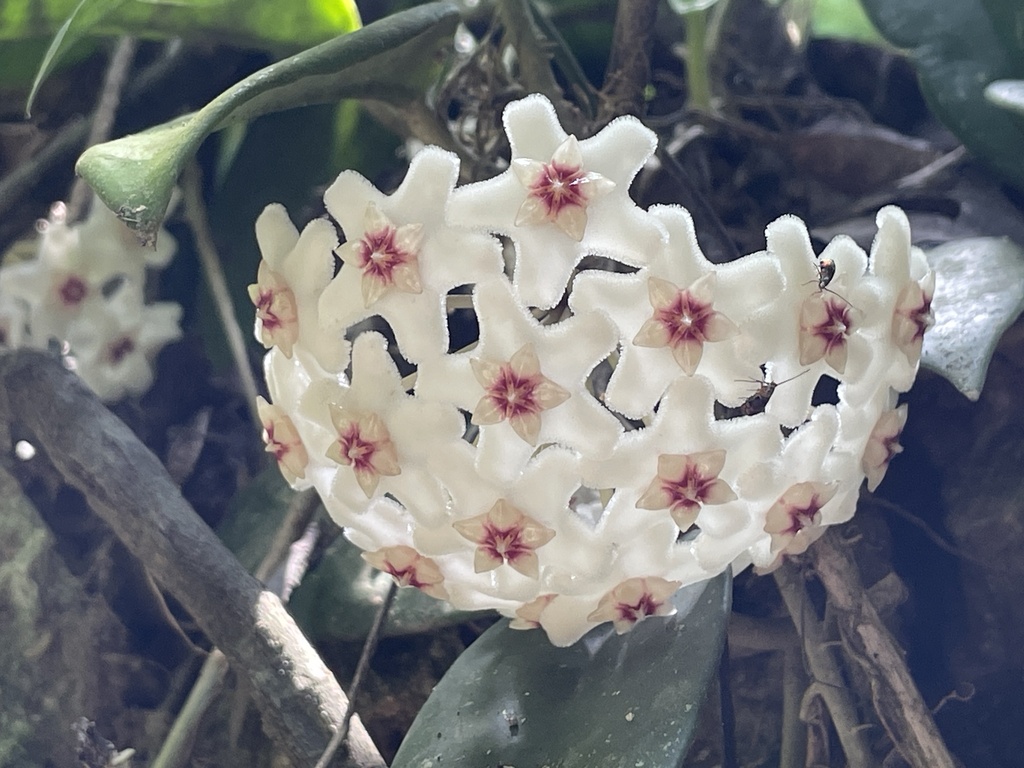 wax plant from Kaohsiung, TW-KH, TW on May 25, 2024 at 11:36 AM by 柯耀源 ...