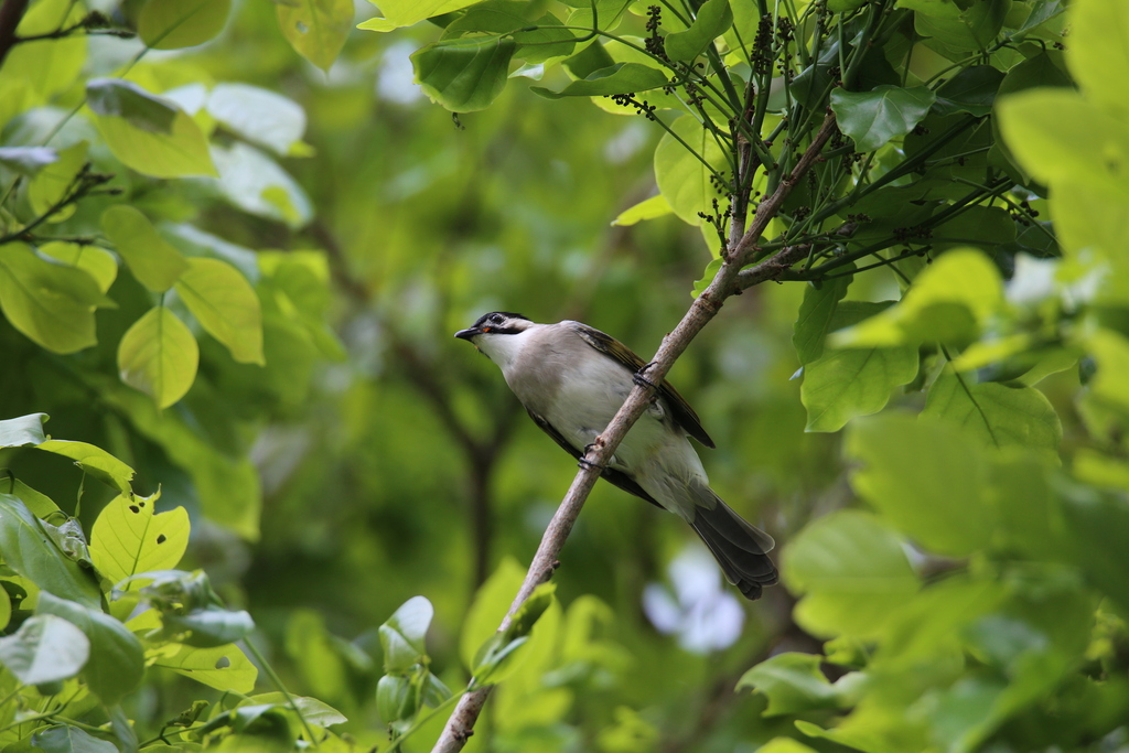 Styan's Bulbul in September 2022 by Che-Lun Chang. https ...