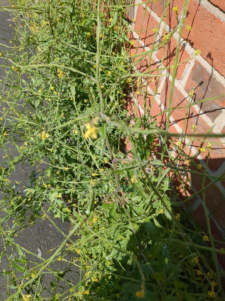 Hedge mustard from Stockport SK2 7AF, UK on May 25, 2024 at 10:38 AM by ...