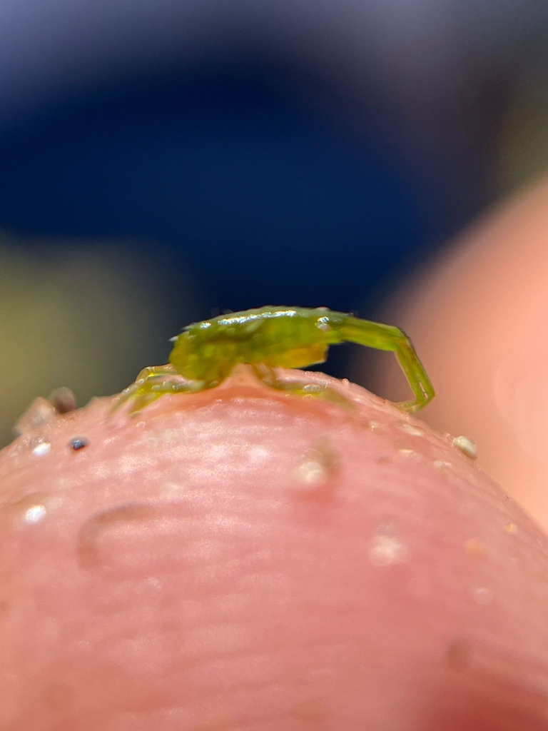 Corophiida from Portugal by Laura Bastos · iNaturalist