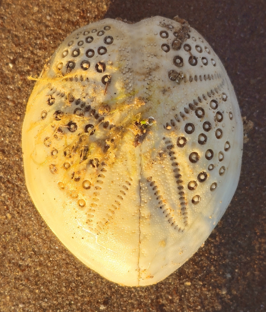 Sea Urchins, Sand Dollars, and Heart Urchins from Port Hedland, WA, Australia on May 25, 2024 at ...