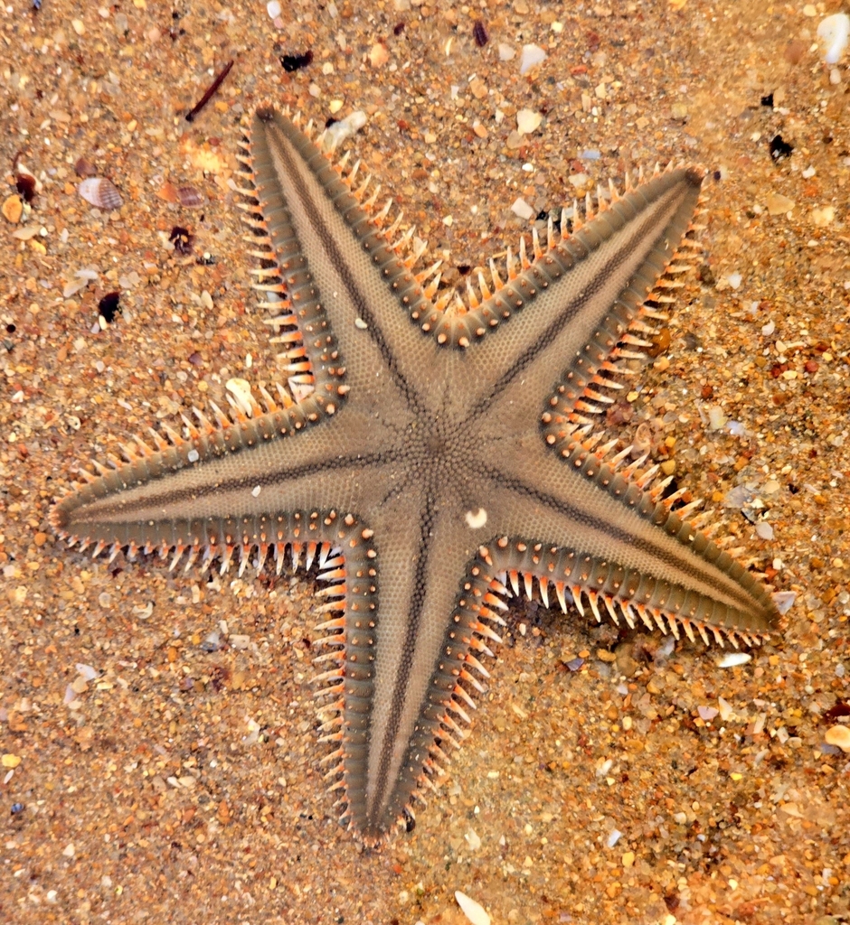 Astropecten from Port Hedland WA 6721, Australia on May 25, 2024 at 05: ...