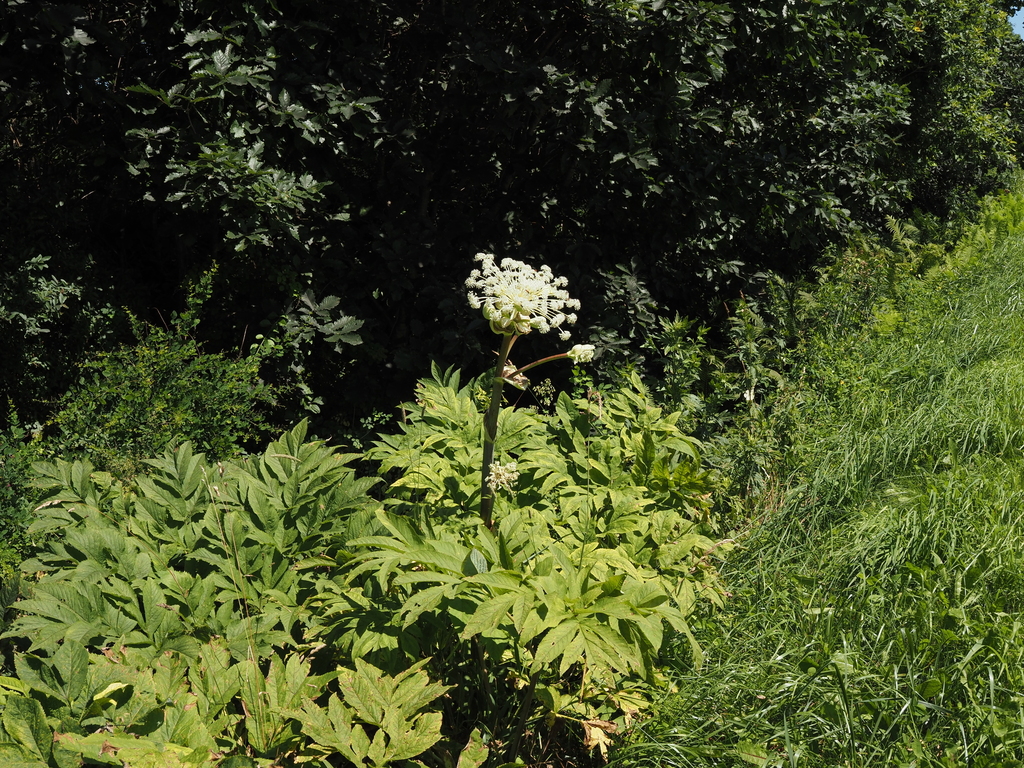 Ezo Angelica from 日本、北海道広尾郡大樹町 on July 25, 2022 at 12:37 PM by Yuki ...