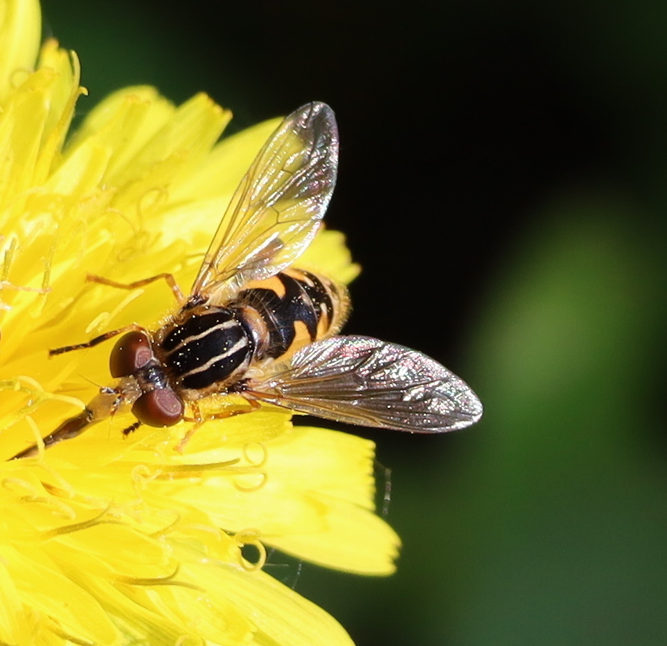 Long-nosed Swamp Fly from Arquette Rd, Oregon, OH, US on May 25, 2024 ...