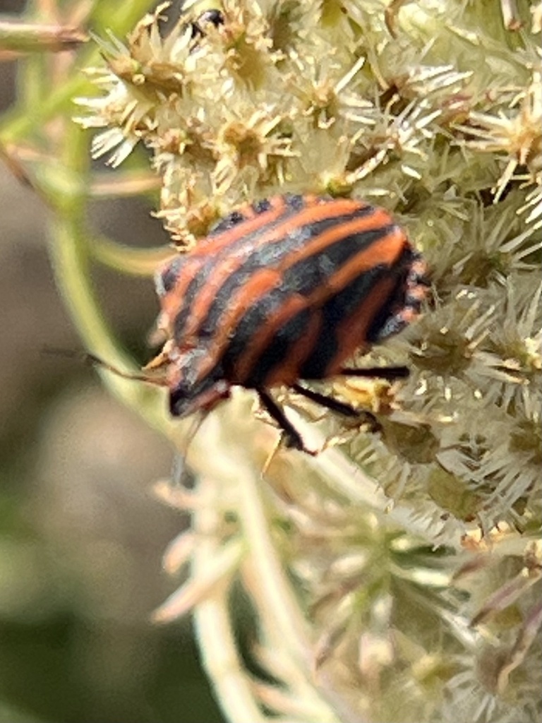 Continental Striped Shield Bug from Πολυτεχνείο Κρήτης, Kounoupidiana ...