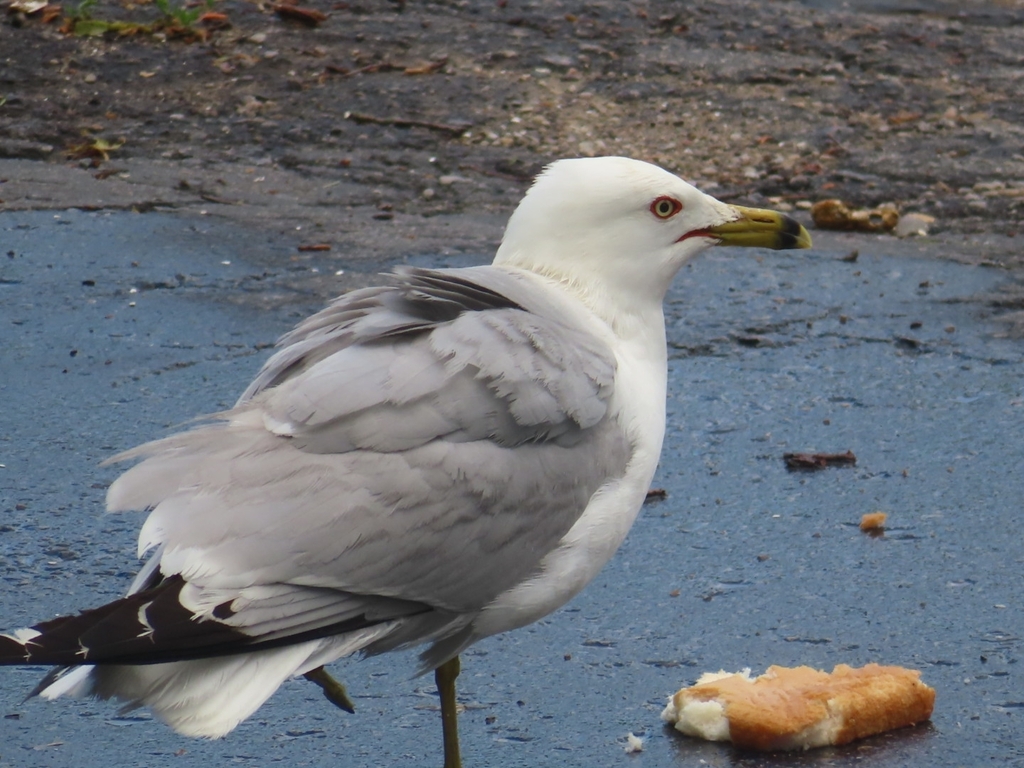Ring-billed Gull from Bruce, CA-ON, CA on May 25, 2024 at 12:42 PM by ...