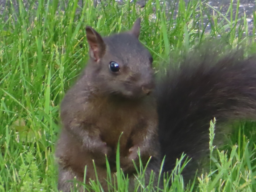 Eastern Gray Squirrel from Port Elgin, ON N0H 2C4, Canada on May 22 ...