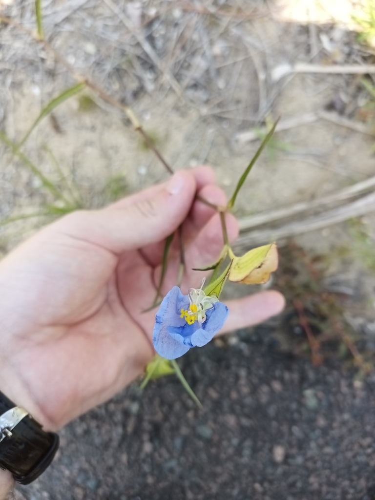 whitemouth dayflower from Lake Wales, FL 33853, USA on May 25, 2024 at ...