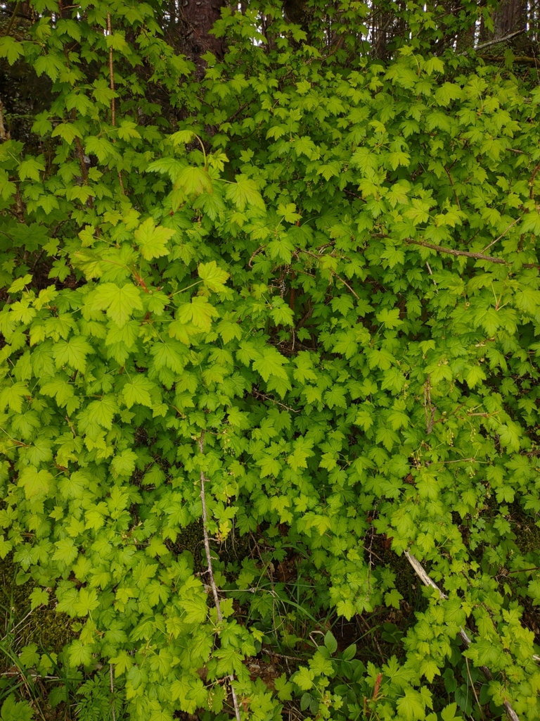 currants and gooseberries from Hoonah-Angoon County, US-AK, US on May ...