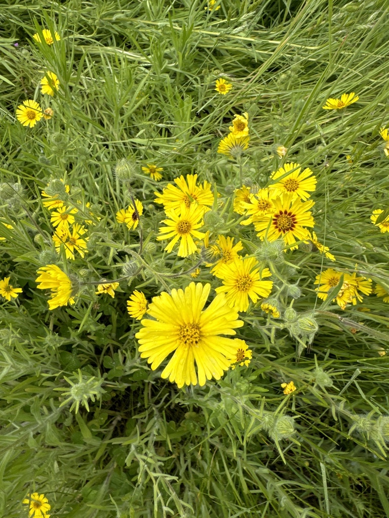 Common Madia from Vancouver, WA, 98661 USA on May 25, 2024 at 12:15 PM ...