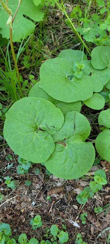 Canadian wild ginger in May 2024 by MNmom · iNaturalist