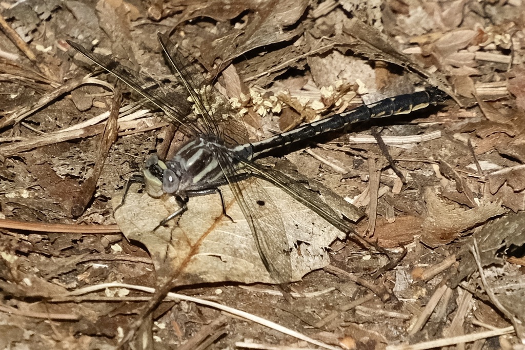 Dusky Clubtail from Wasaga Beach, ON, Canada on May 24, 2024 at 04:21 ...