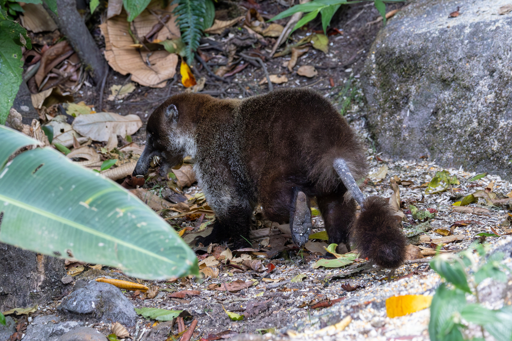 White-nosed Coati from V8M8+5GP, Nueva California, Provincia de ...