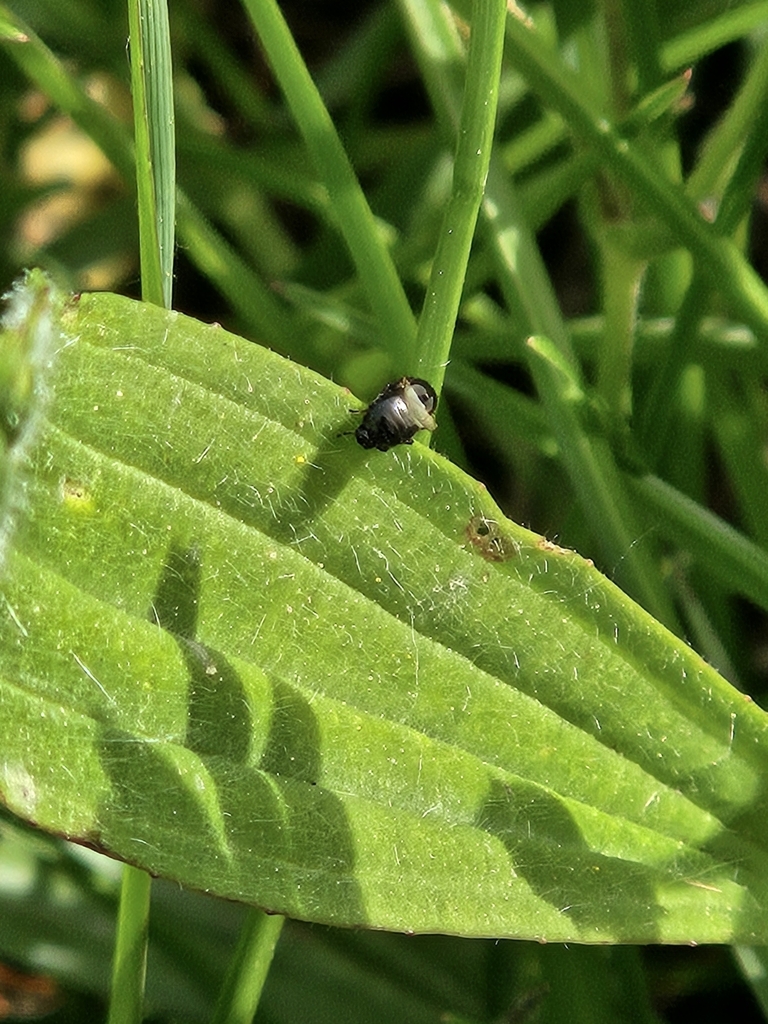 Acalyptrate Flies from Favoriten, 1100 Wien, Österreich on April 28 ...