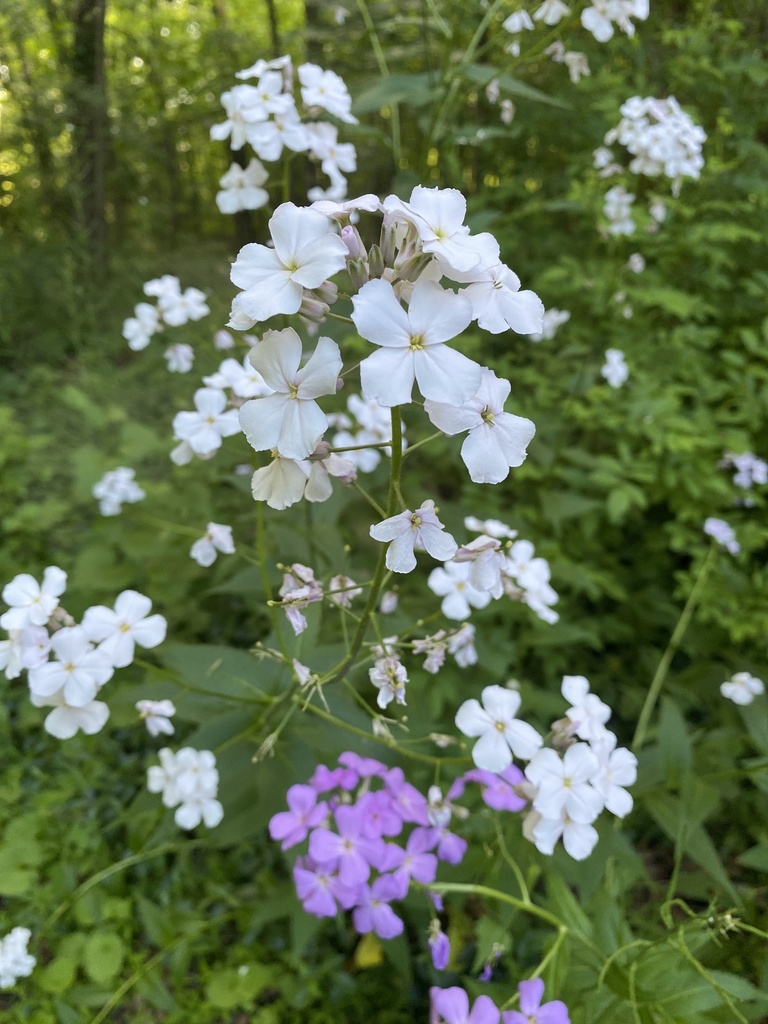 dame's rocket from CR-32, Nassau, NY, US on May 25, 2024 at 06:05 PM by ...
