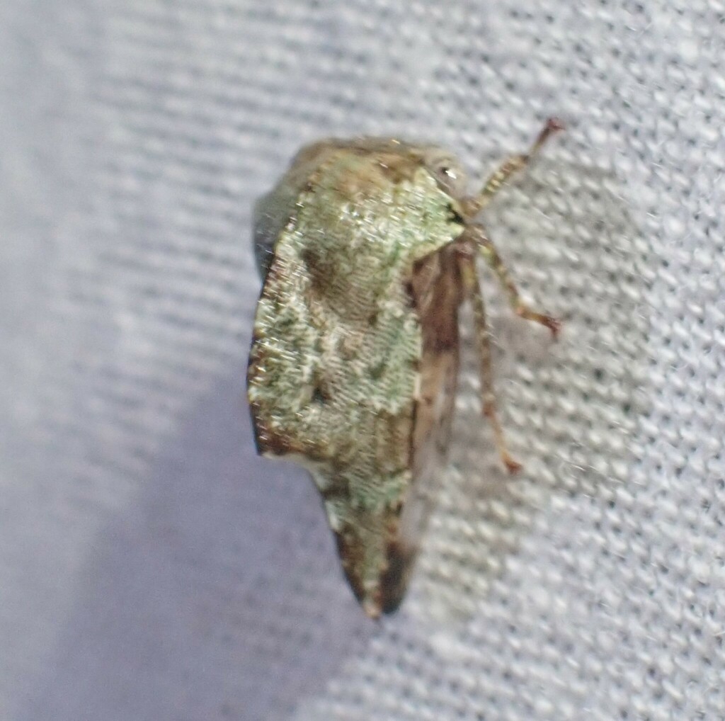 Telamona subfalcata from St Marys, GA 31558, USA on May 24, 2024 at 09: ...