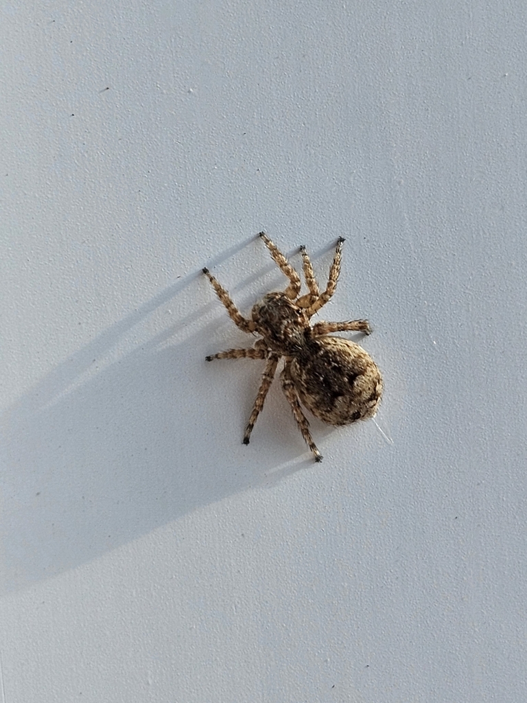 Asiatic Wall Jumping Spider from Kent, OH, USA on May 25, 2024 at 06:31 ...