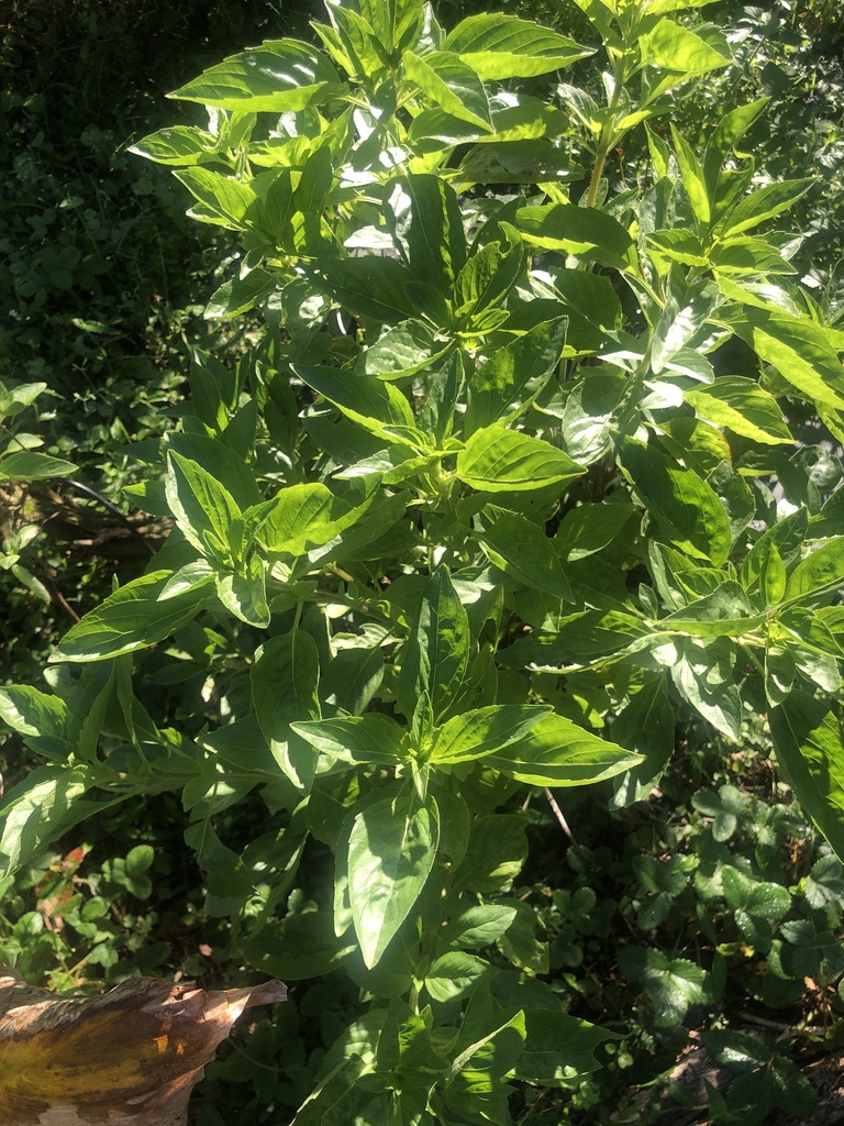 Sweet basil from Tulip St, Cooroy, QLD, AU on May 26, 2024 at 08:41 AM ...