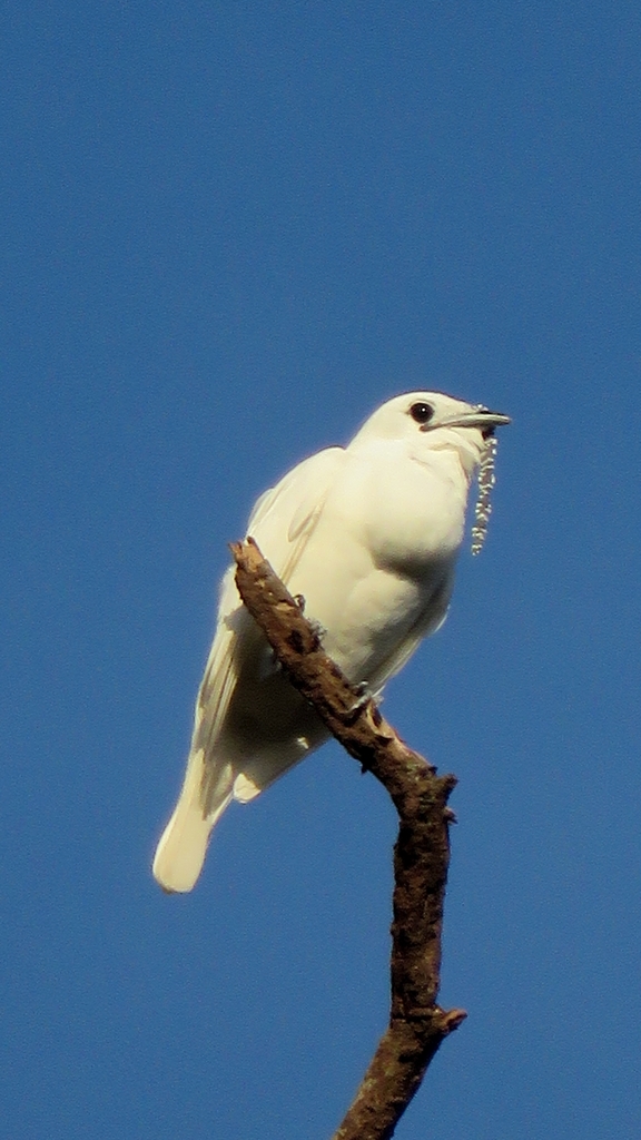 White Bellbird from Parauapebas - PA, 68515-000, Brasil on May 24, 2024 ...