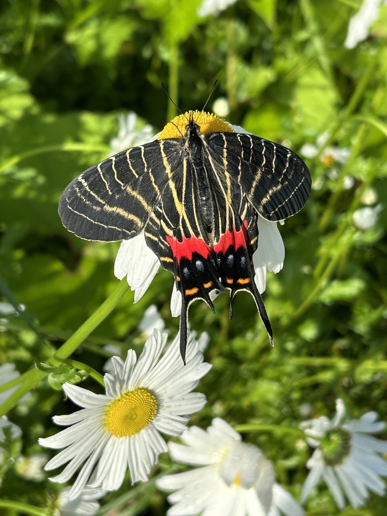 Chinese Three-tailed Swallowtail from Wawushan Scenic Area, Meishan ...
