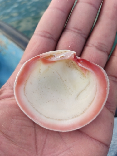 Almeja (Codakia distinguenda)