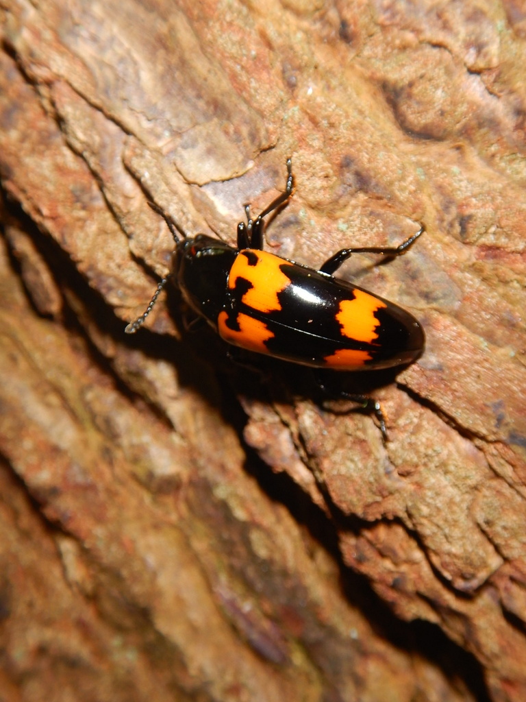 Pleasing Fungus Beetle from Beartown State Park, Renick, WV, US on May ...