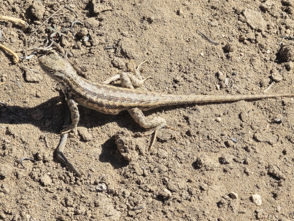 Common Sagebrush Lizard from Bryce Canyon City, UT 84764, USA on May 23 ...