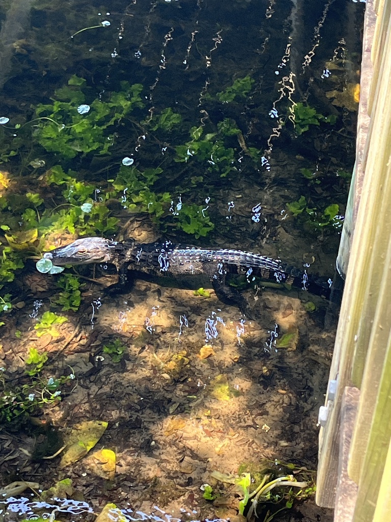 American Alligator from Walsingham Reservoir, Largo, FL, US on May 25 ...
