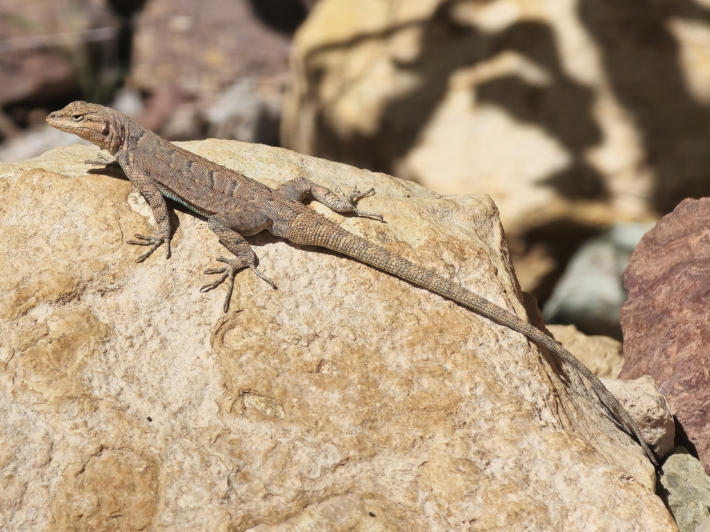 Ornate Tree Lizard from North Rim, AZ 86052, USA on May 21, 2024 at 01: ...