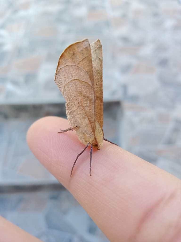 Geometrid and Swallowtail Moths from El Canal, San Marcos, Hgo., México ...