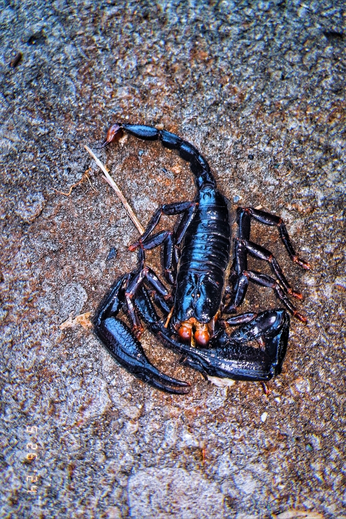 Asian Forest Scorpion from Tanjung Aru on May 26, 2024 at 08:49 AM by ...