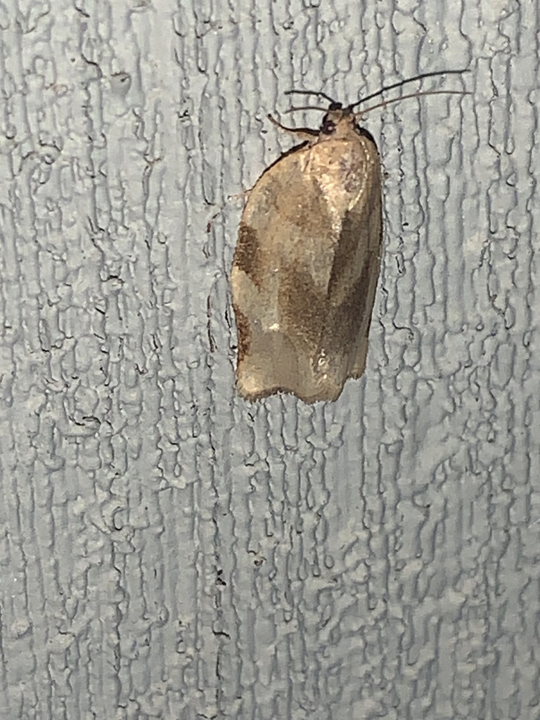 Broken-banded Leafroller Moth from Day St, Granby, CT, US on May 25 ...