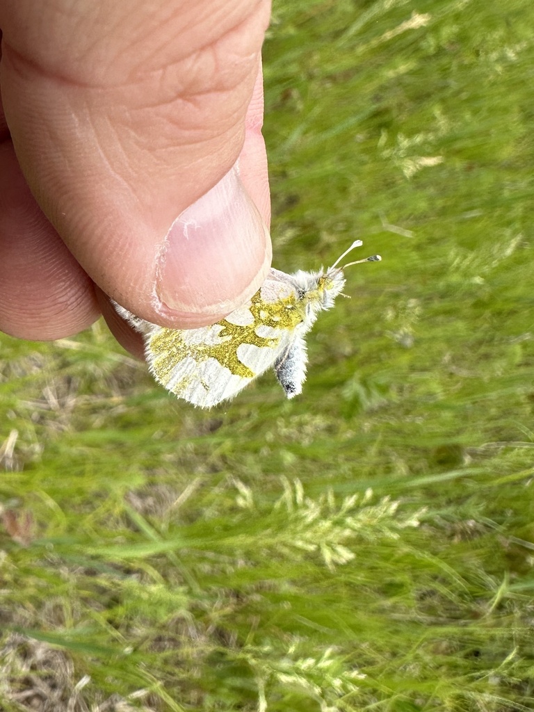 Olympia Marble in May 2024 by C. Nordmeyer · iNaturalist