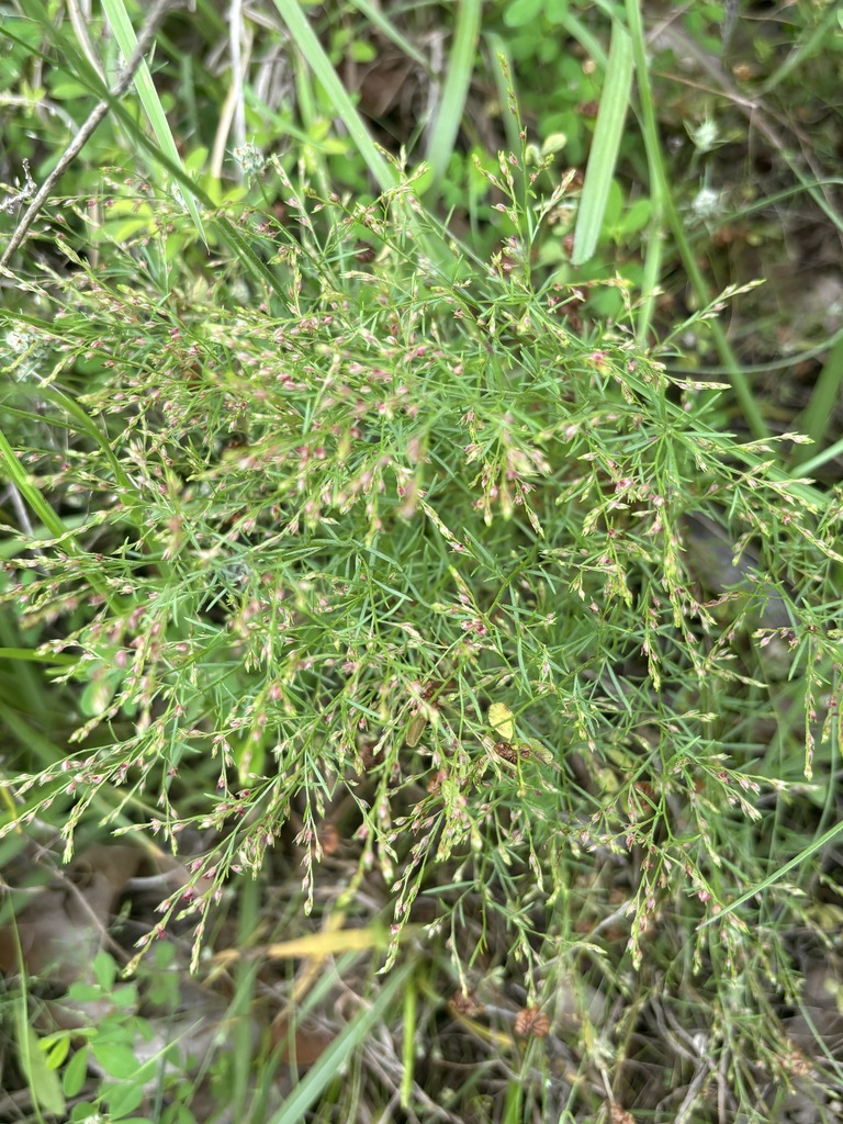 slender pinweed from Bryan County, OK, USA on May 25, 2024 at 12:09 PM ...