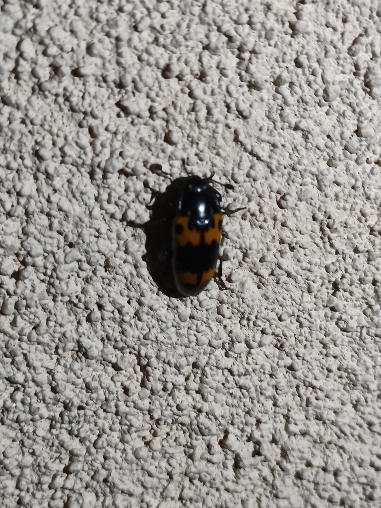Red-banded Fungus Beetle from Sharon Hill on May 25, 2024 at 10:47 PM ...