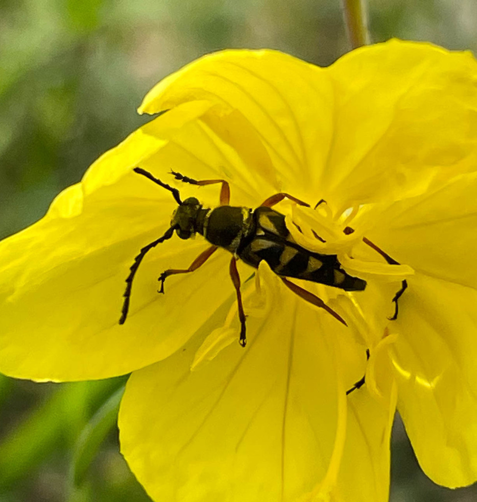 Zebra Longhorn Beetle in May 2024 by johnbotany · iNaturalist