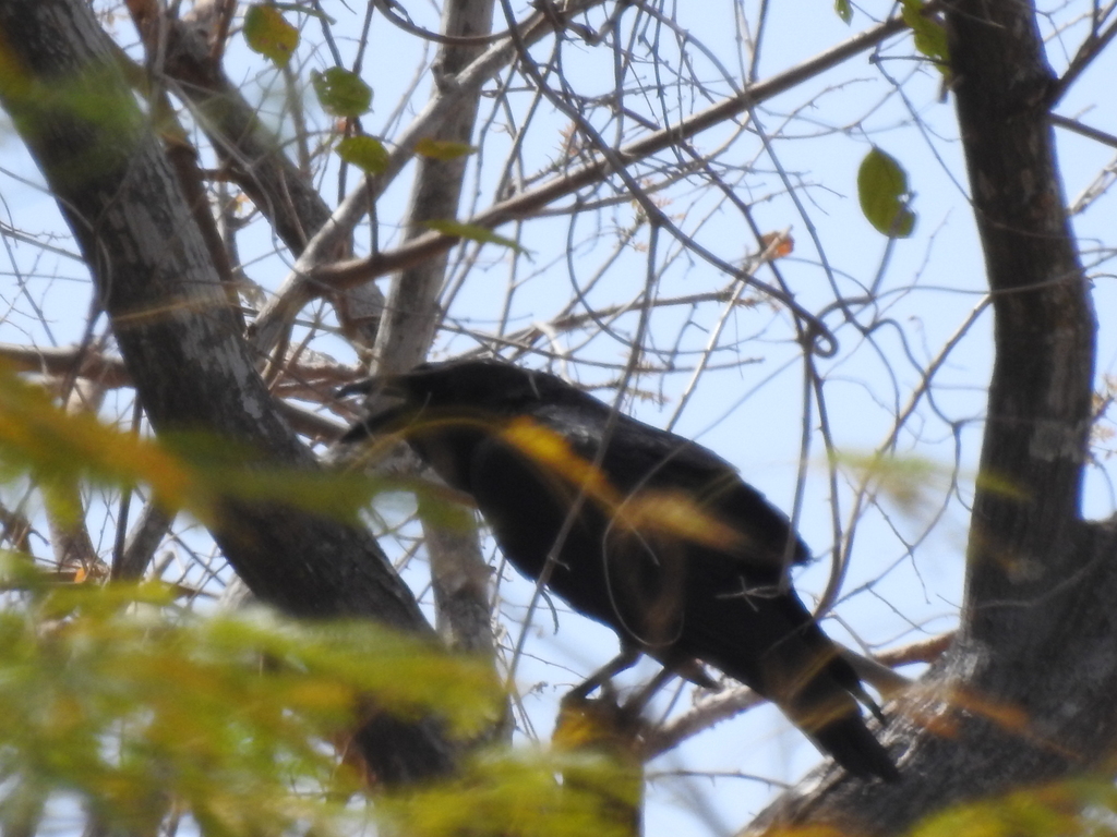 Sinaloa Crow from Mazatlán, Sin., México on May 2, 2024 at 03:00 PM by Eri Pagaza · iNaturalist