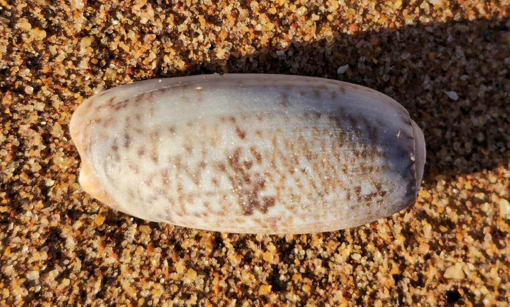 Oliva ornata from Port Hedland WA 6721, Australia on May 26, 2024 at 07 ...