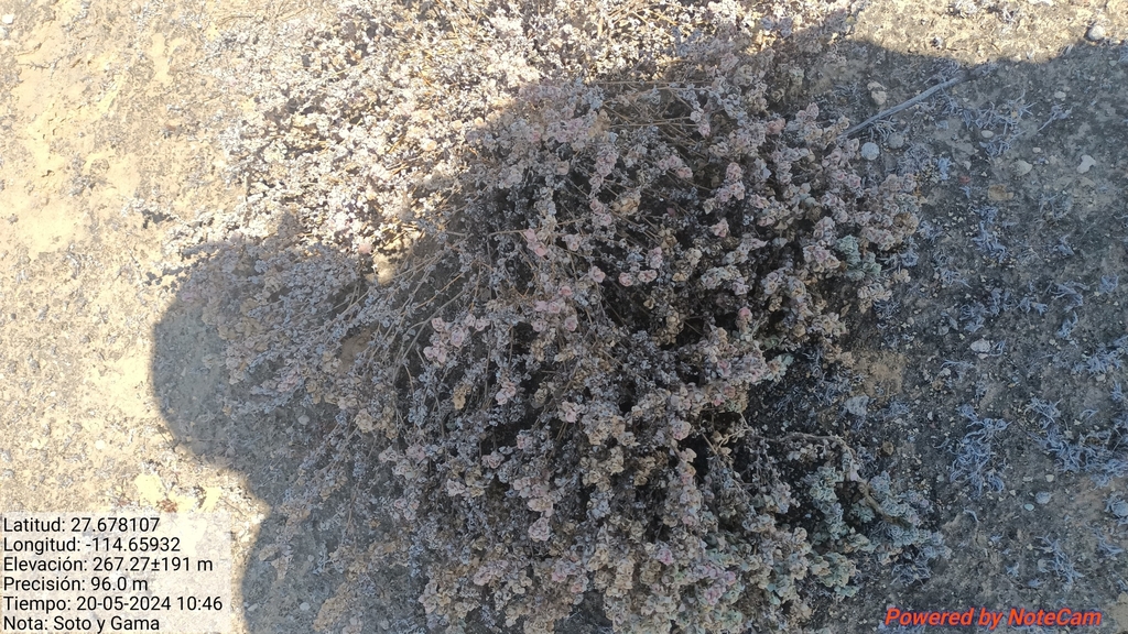 Atriplex julacea from Mulegé, MX-BS, MX on May 20, 2024 at 10:46 AM by ...