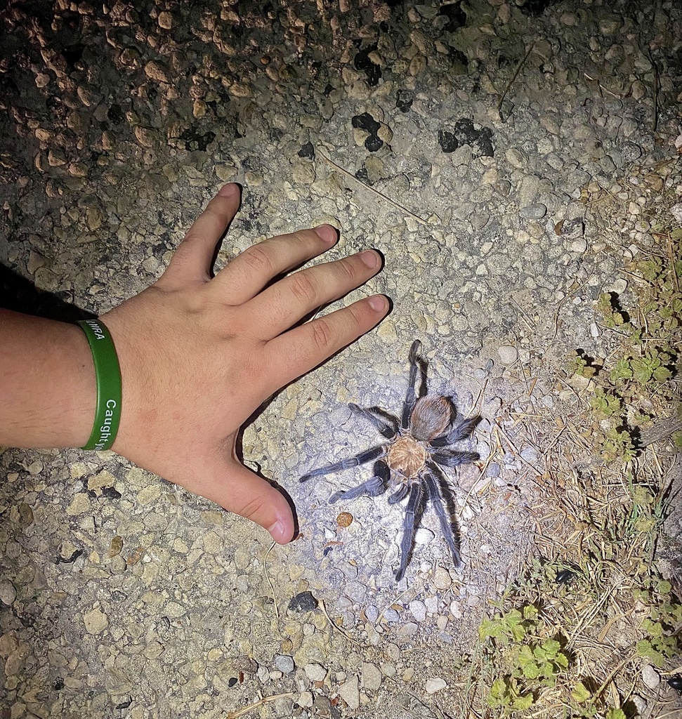 Texas Brown Tarantula in May 2024 by David Hernandez. Val Verde County ...