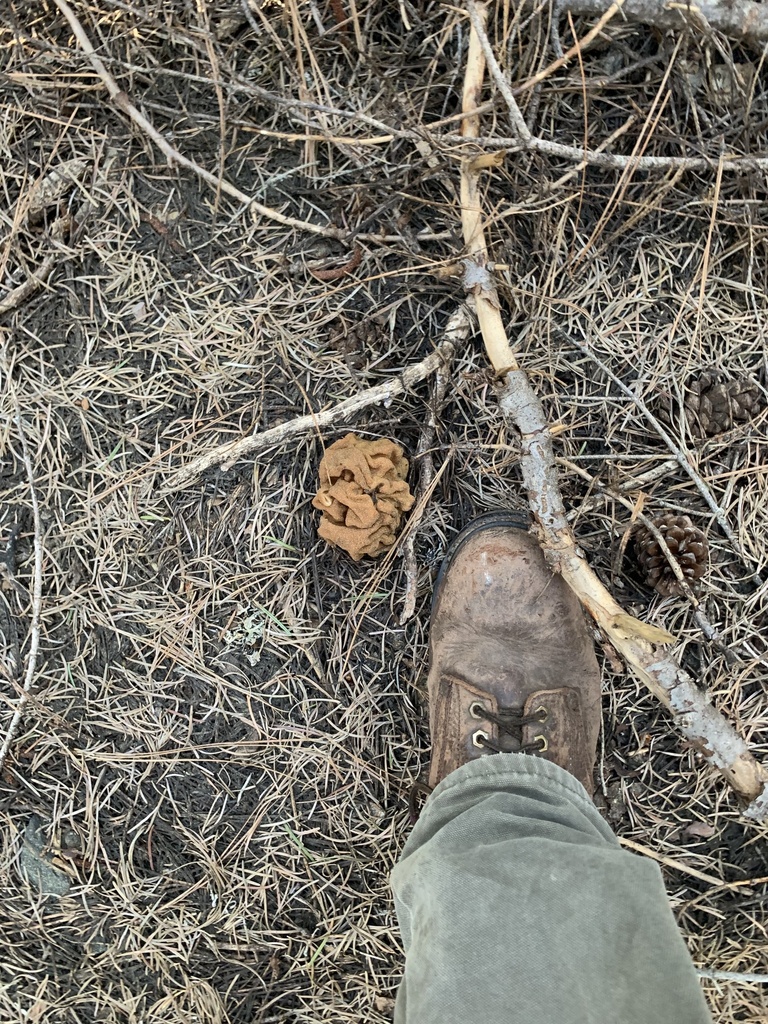 Gyromitra montana from Plumas National Forest, Blairsden Graeagle, CA ...